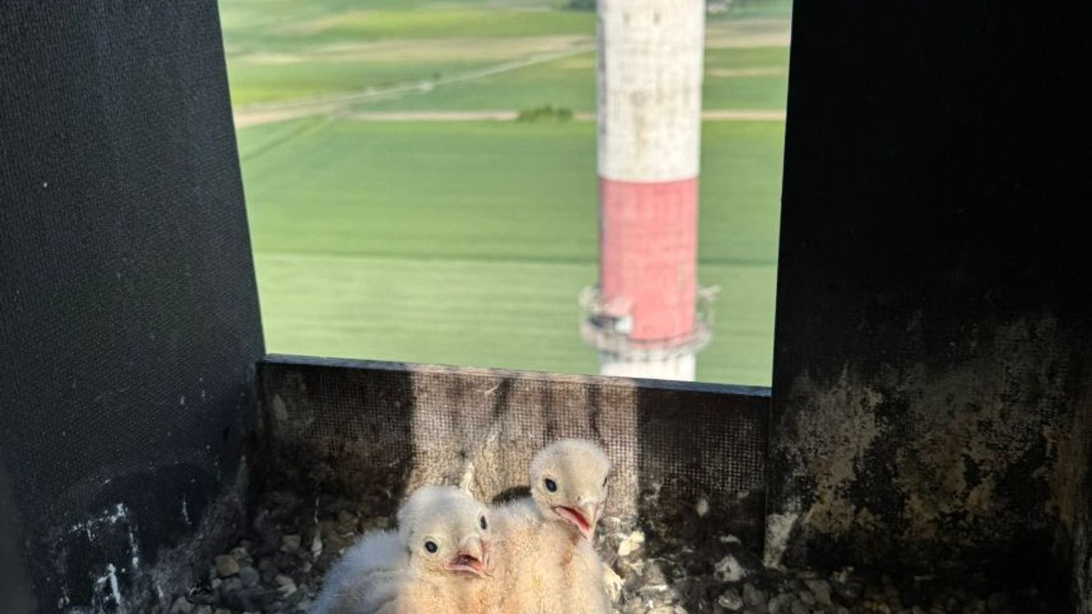 Pisklęta pustułek już się wykluły w Cemexie
