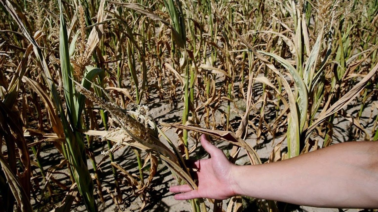 To będzie sposób na suszę? Woda z kanału Wieprz-Krzna nawodni grunty w ...